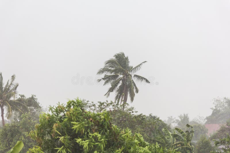 Tropical Rainstorm with a Lot Rain Stock Photo - Image of climate ...