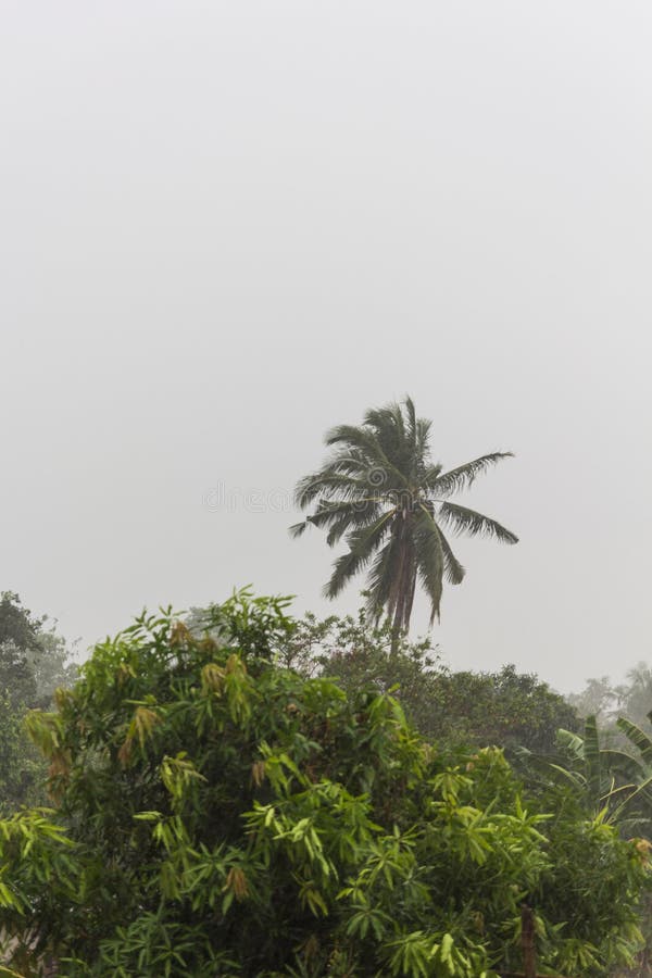 Tropical Rainstorm with a Lot Rain Stock Image - Image of holiday ...