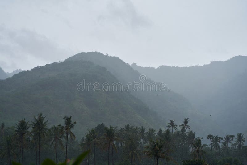 A Tropical Rainstorm in a Rice Field with Cascading Mountains and Palm ...