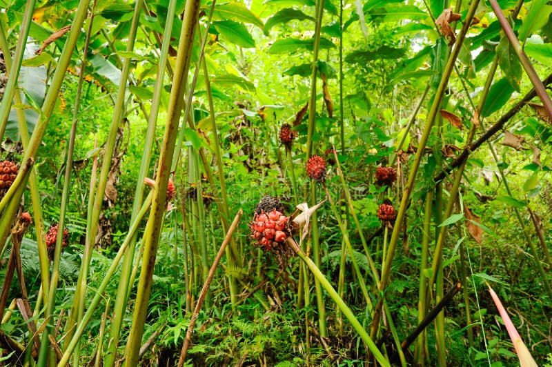 Tropical Red Allium Family Onions from the Cultivation Stock Image ...