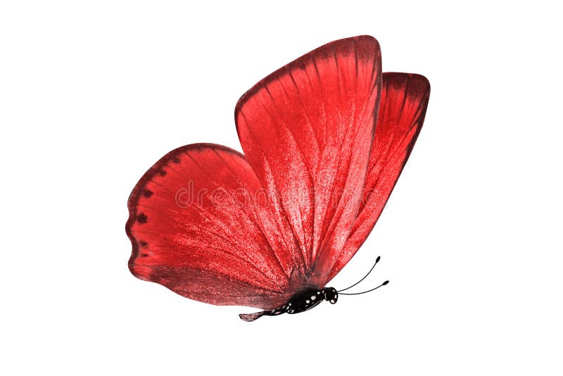 30,079 Red Butterfly White Background Background Stock Photos - Free ...