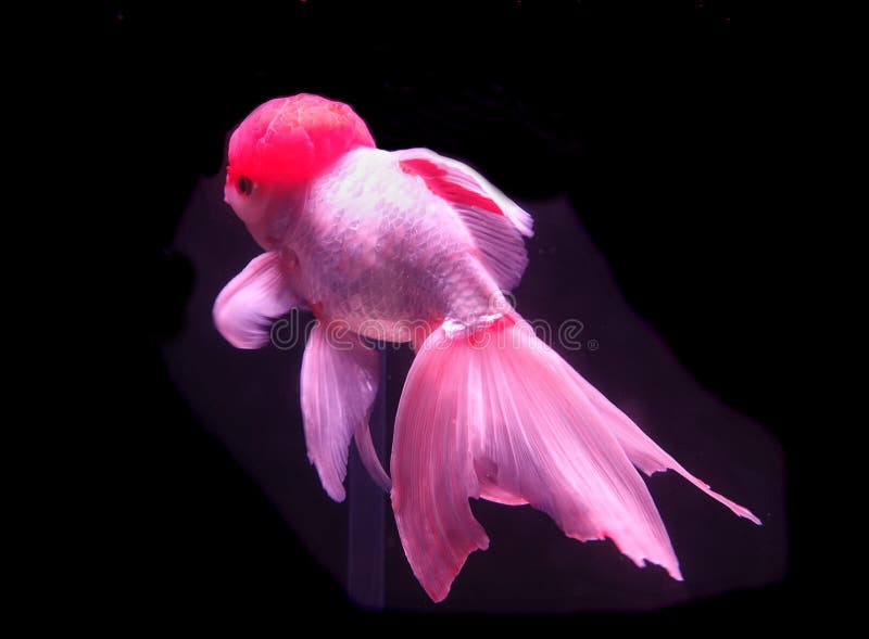 Tropical Red Cap Oranda Goldfish Stock Image - Image of movement, tank ...