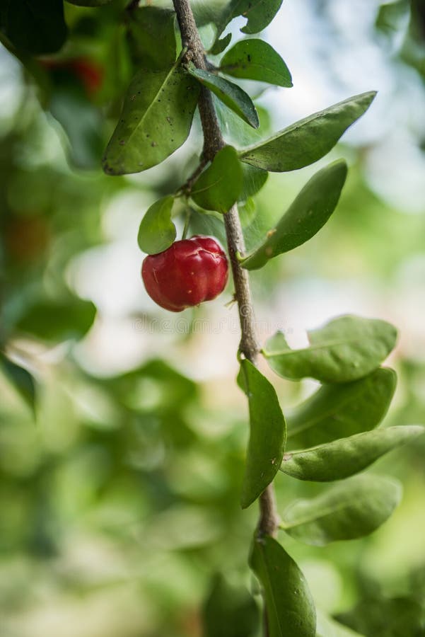 Tropical Red Cherry Fruit on Tree Stock Image - Image of healthy, diet ...