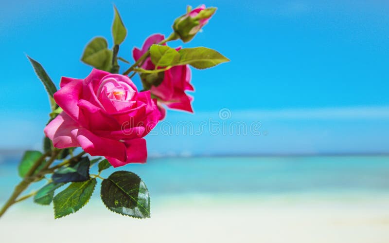 Tropical Flower Over an Ocean`s View Stock Image - Image of ocean ...