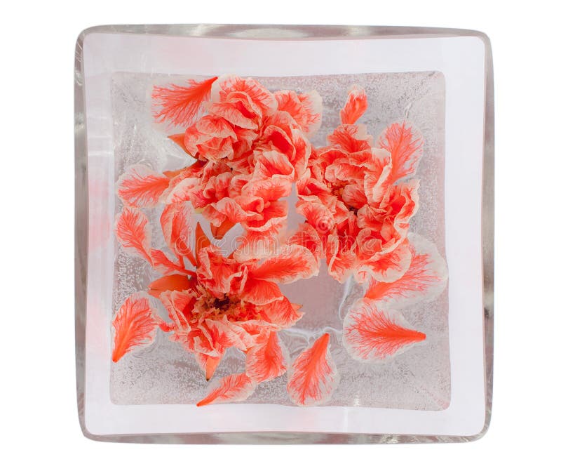 Tropical Red Flowers Floating in Water Stock Image - Image of flower ...