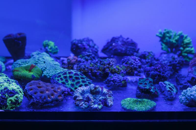 Tropical reef coral stock photo. Image of multi, tropical - 37351804