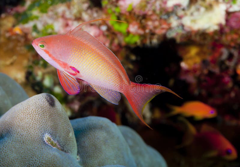 Tropical Reef Fish stock image. Image of asia, places - 14578091