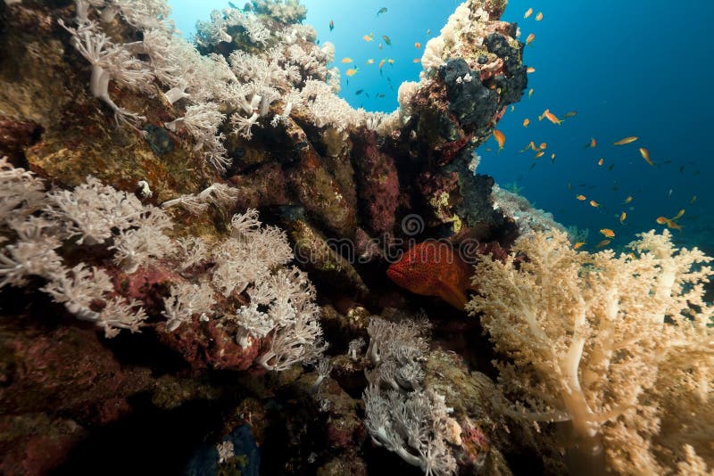 Tropical Reef and Fish in the Red Sea. Stock Photo - Image of hard ...