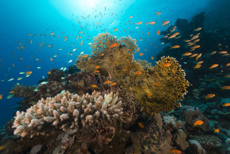 Tropical Reef and Fish in the Red Sea. Stock Photo - Image of scuba ...