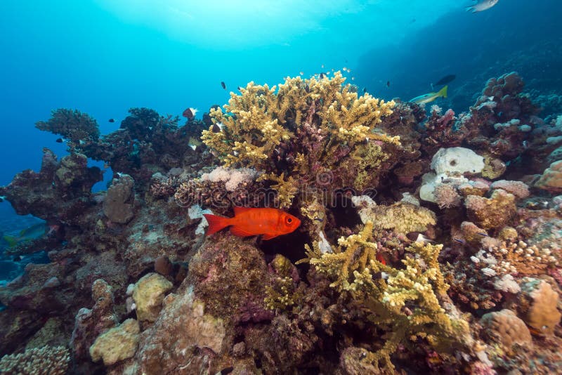 Tropical Reef and Fish in the Red Sea. Stock Photo - Image of blue ...