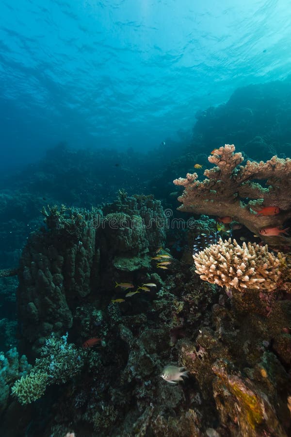 Tropical Reef and Fish in the Red Sea. Stock Image - Image of blue ...