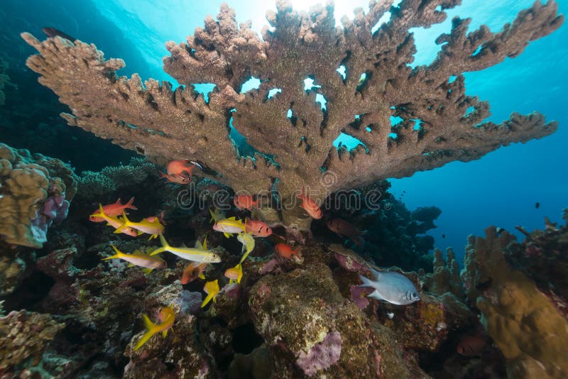 Tropical Reef and Fish in the Red Sea. Stock Image - Image of exotic ...