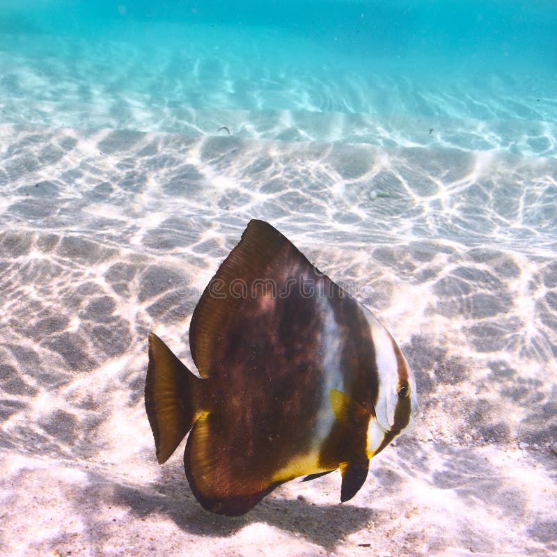 Tropical reef fish stock image. Image of wildlife, tropical - 53553887