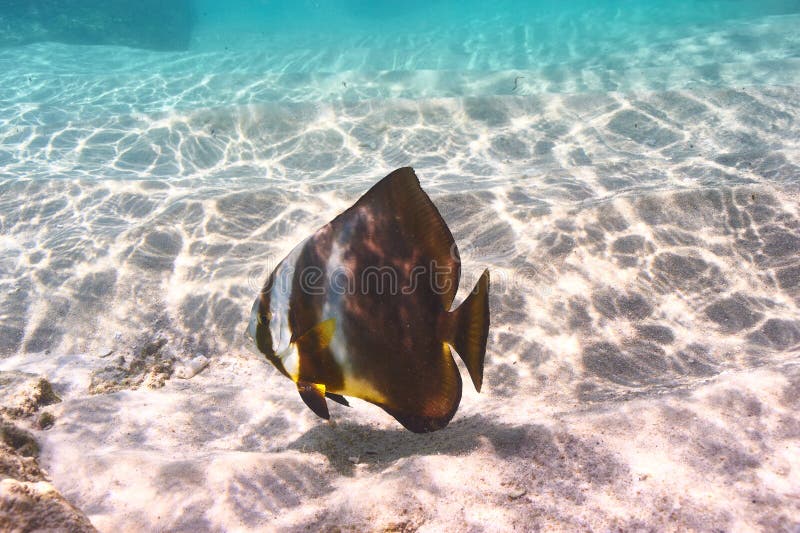 Tropical reef fish stock image. Image of sand, fish, colorful - 54446617