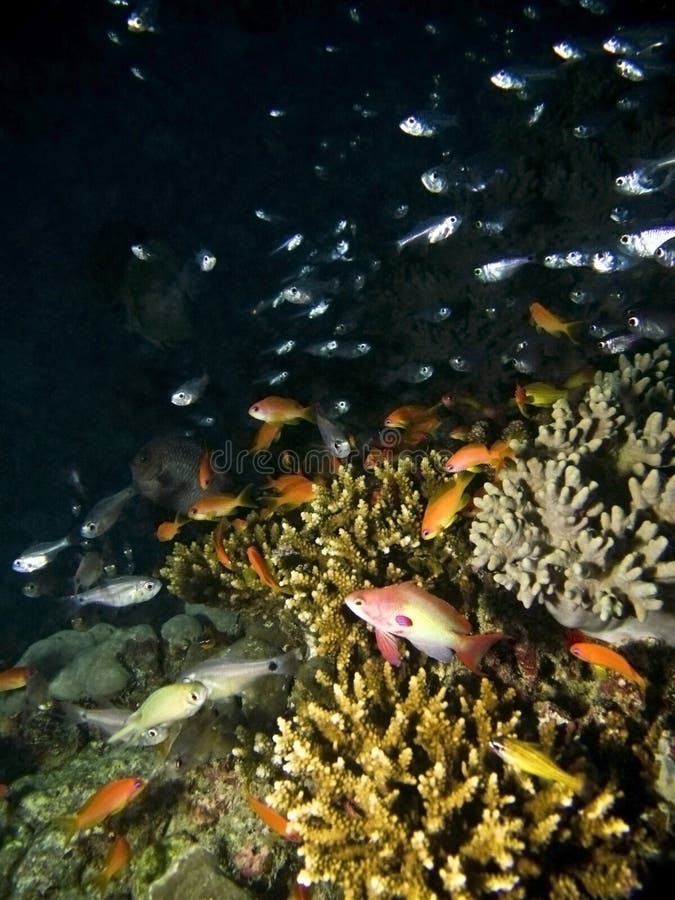 Tropical Reef & Fishes stock photo. Image of tropical - 5200834
