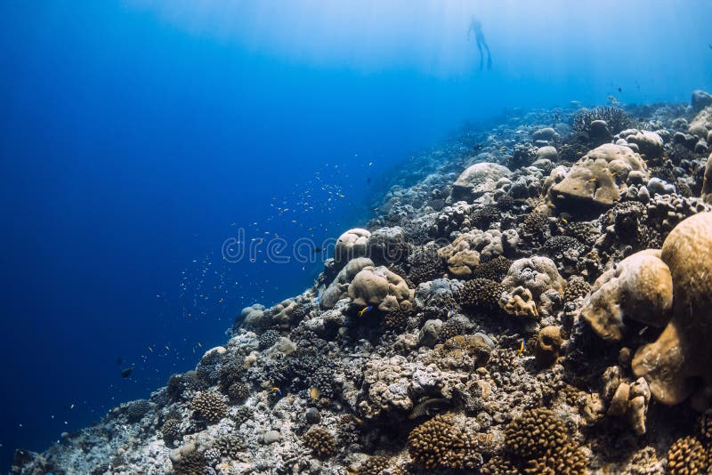 Tropical Reef Underwater in Transparent Ocean. Underwater View of ...