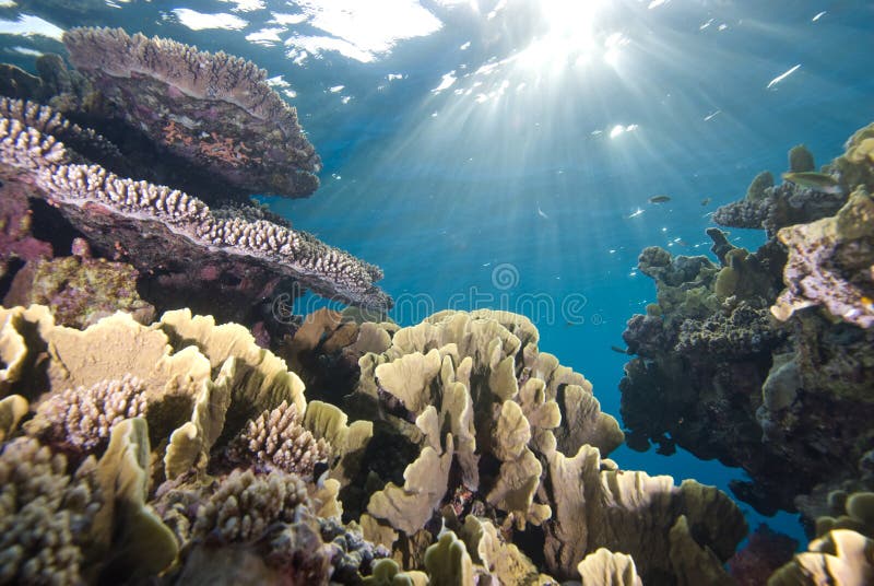Tropical Reefscape in Shallow Water. Stock Photo - Image of colour ...