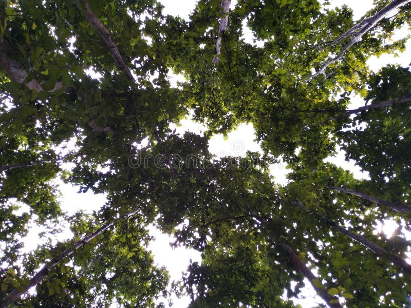 Tropical Region Forest India Stock Image - Image of woodland, forest ...