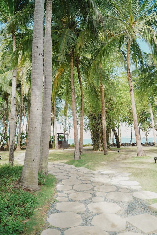 Tropical Resort Path Winding through Lush Palm Trees Stock Photo ...