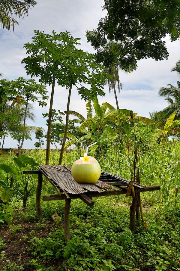 Tropical Rest Stop stock photo. Image of rest, stop, coconut - 66269328