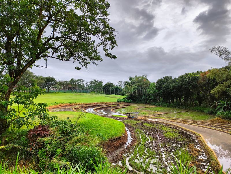 Tropical rice field stock photo. Image of ecology, indonesia - 299183296