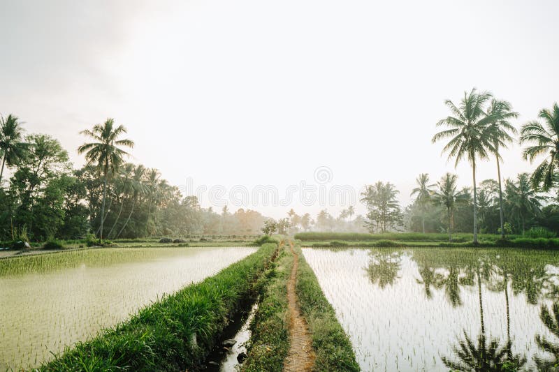 Tropical Rice Fields stock photo. Image of botanical - 351015614