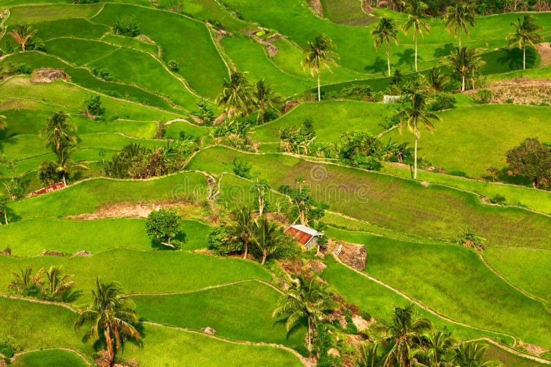 Tropical rice terraces stock image. Image of growth, beautiful - 19645765