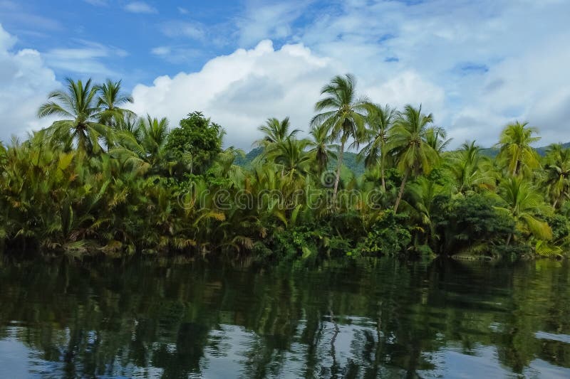 Tropical River in Jungle with Palm Trees on the Shore Against Sky Stock ...