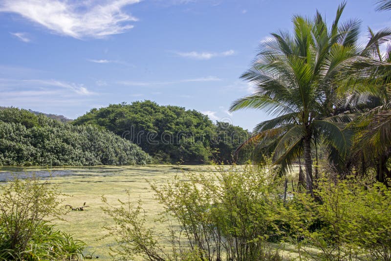 Jungle River in Southern Mexico Stock Photo - Image of tomatlan, boca ...