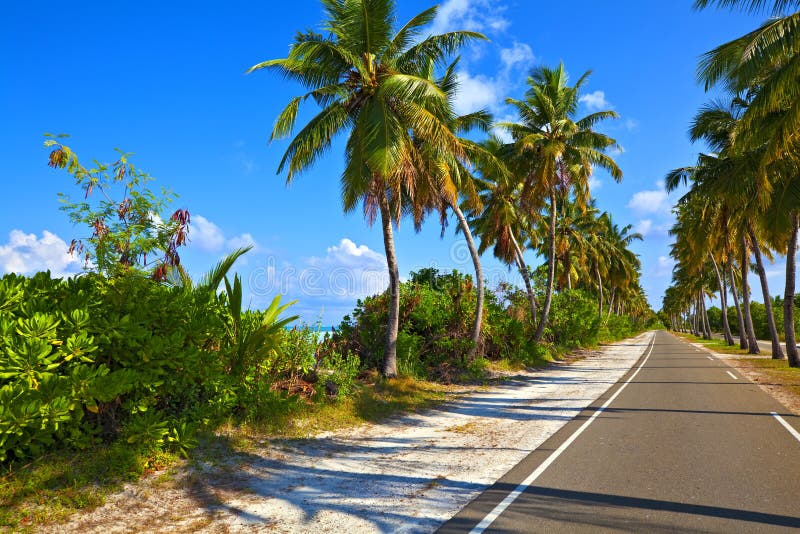 Tropical road stock image. Image of plant, palmtree, reflection - 19225265