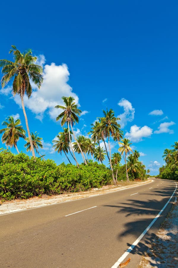 Tropical road stock image. Image of plant, palmtree, reflection - 19225265