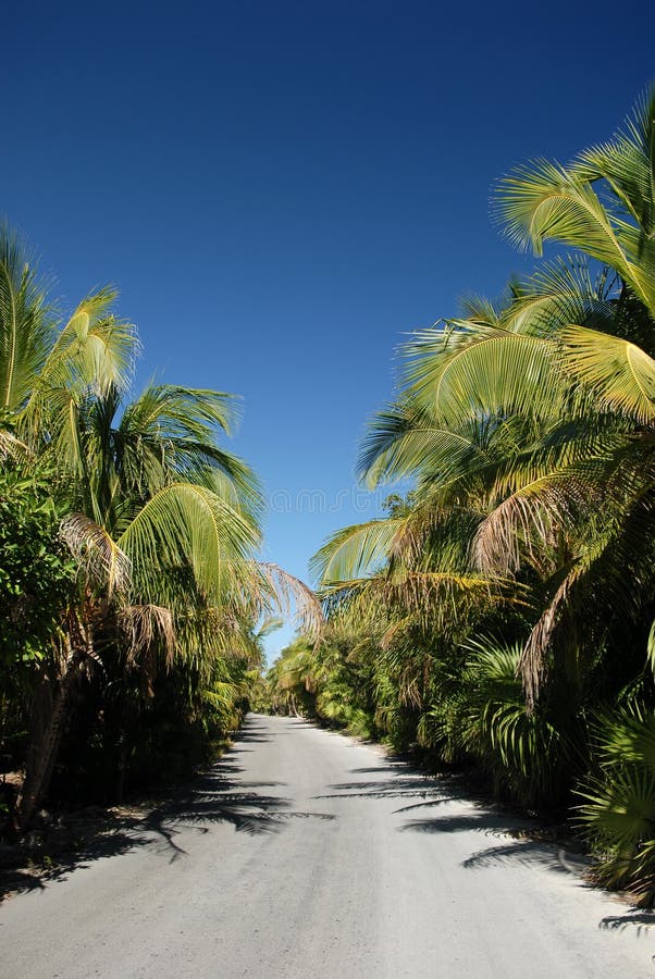 Tropical Road stock image. Image of tropics, palms, road - 4136305