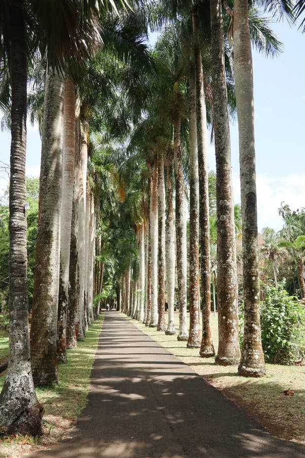 Tropical Road Lined with Tall Trees Stock Photo - Image of line ...