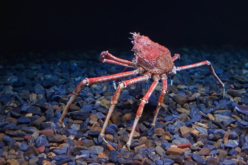 Tropical Rock Lobster Under Water Stock Image - Image of colourful ...