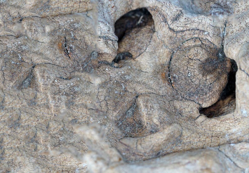 Tropical Root Made of Fine Wood Dyed Light Brown Stock Photo - Image of ...