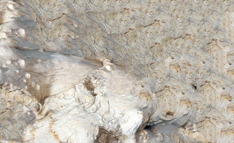 Tropical Root with Twists and Fantastic Grains Stock Image - Image of ...