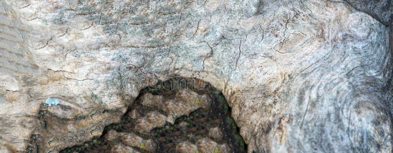 Tropical Root with Twists and Fantastic Grains Stock Photo - Image of ...