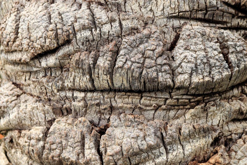 Tropical Rough Palm Wood Structure Stock Photo - Image of background ...