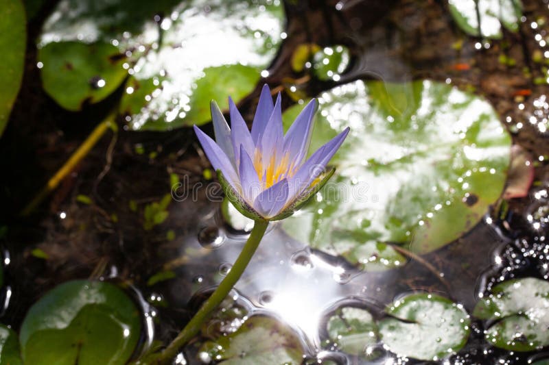 Tropical Royalblue Waterlily, Nymphaea Elegans Stock Image - Image of ...