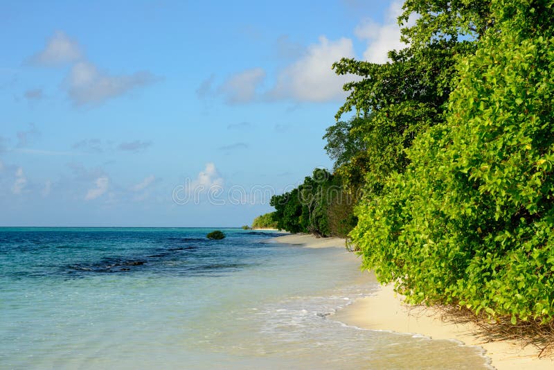 Tropical Sandy Beach with Native Trees and Turquoise Sea and Blue Sky ...