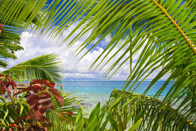 Tropical scene stock photo. Image of tree, beach, tropical - 9739876