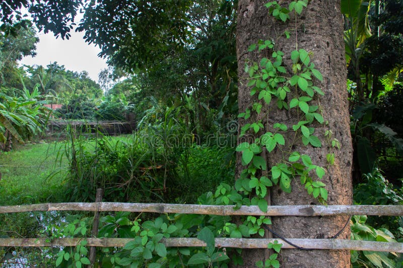 Wild Tropical Scene: Dominant Tree, Vine Embrace & Organic Bamboo ...