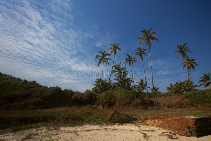 Tropical Scenery with Pal Trees and Blue Sky. Goa, India Stock Photo ...
