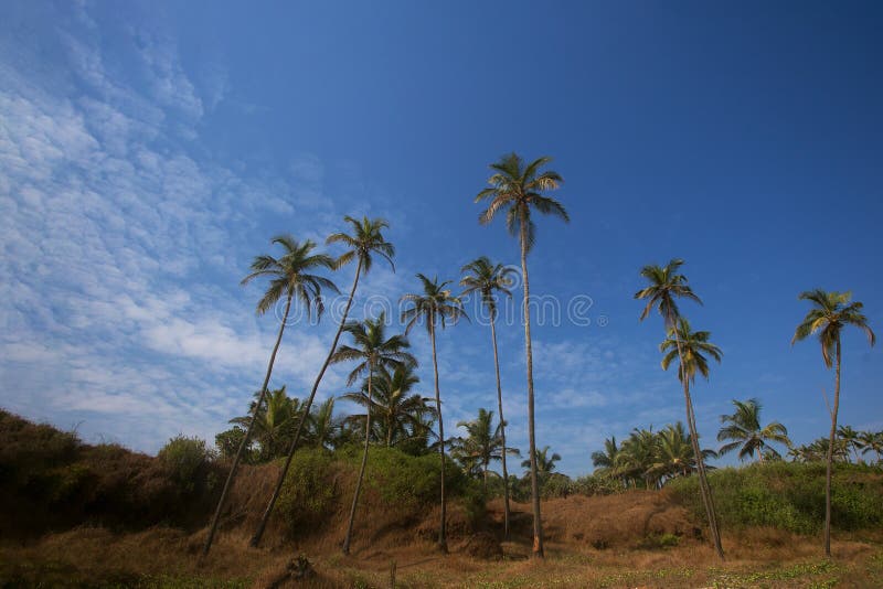 Tropical Scenery with Pal Trees and Blue Sky. Goa, India Stock Image ...