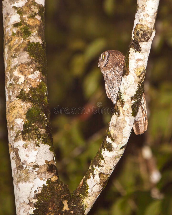 Tropical Screech Owl stock photo. Image of ears, beauty - 55335656