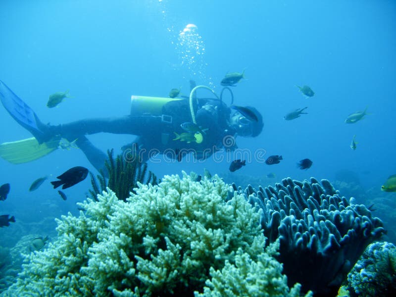 Tropical Scuba Diving Adventure Stock Photo - Image of caribbean, float ...