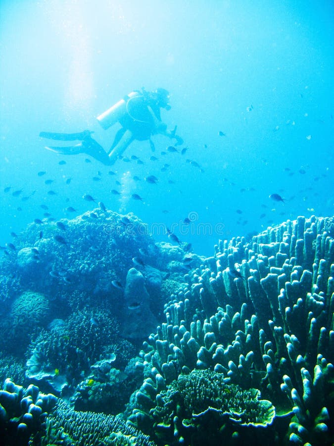 Tropical Scuba Diving Adventure Stock Image - Image of caribean ...