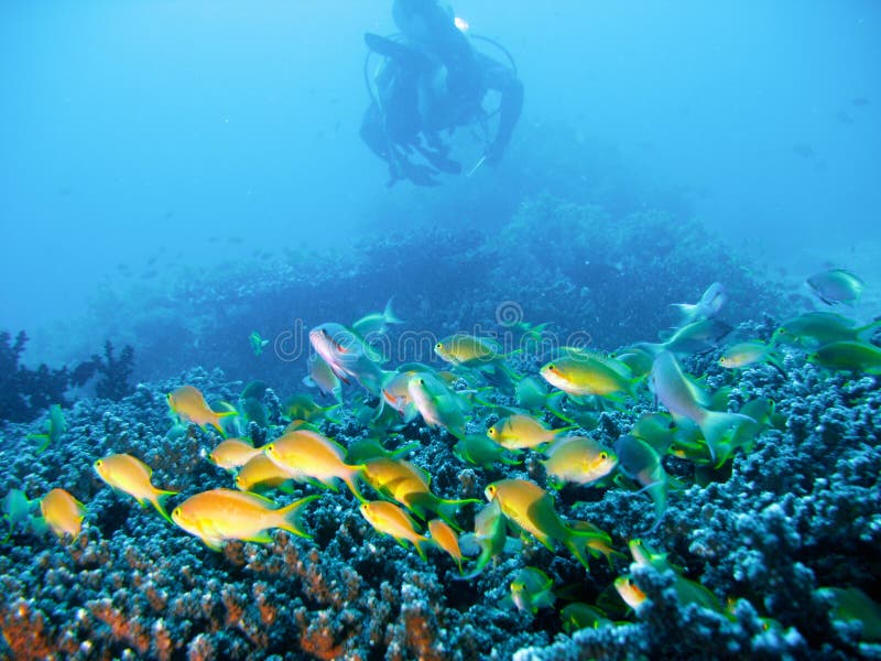 Tropical Scuba Diving Adventure Stock Image - Image of diving, caribean ...