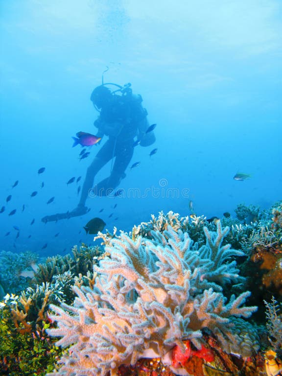 Tropical Scuba Diving Adventure Stock Image - Image of fauna, class ...