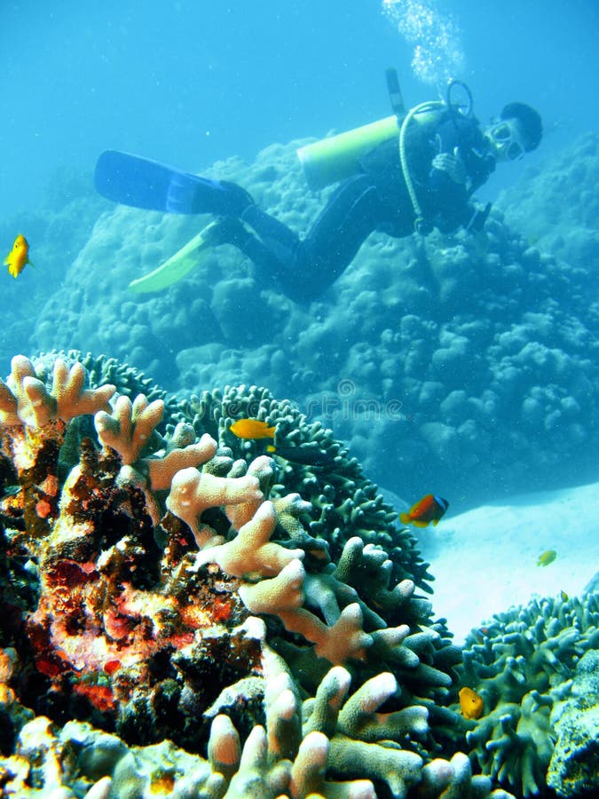 Tropical Scuba Diving Adventure Stock Photo - Image of breathe, clear ...
